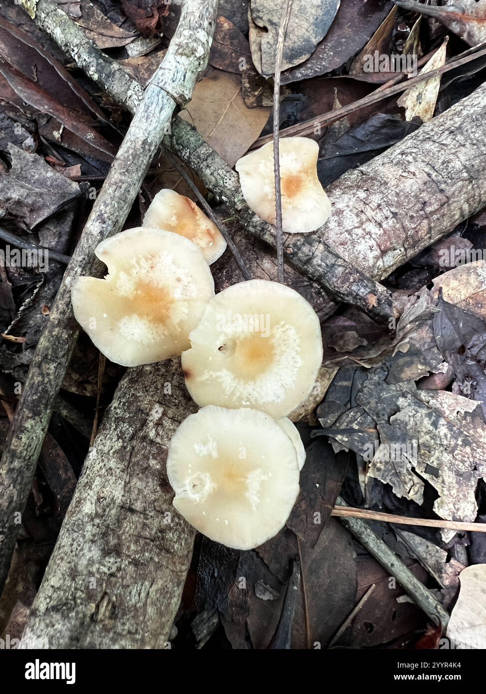 American shitake (Lentinula raphanica Stock Photo - Alamy