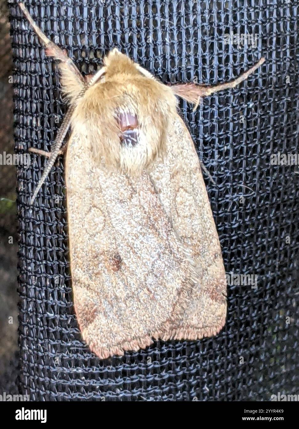 Cutworms and Dart Moths (Noctuinae Stock Photo - Alamy