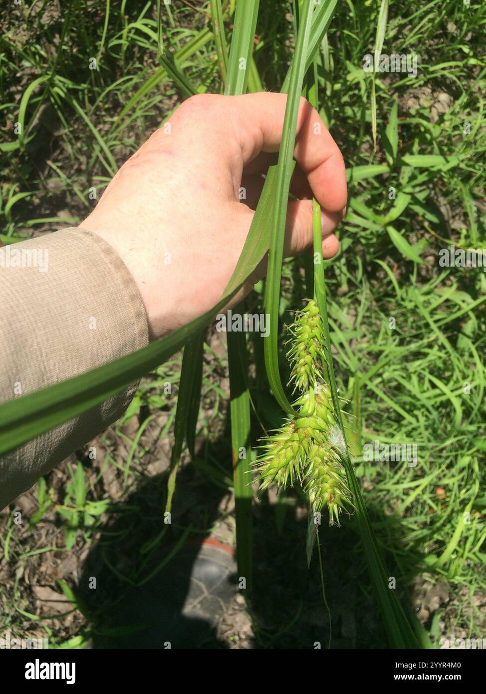 hop sedge (Carex lupulina Stock Photo - Alamy