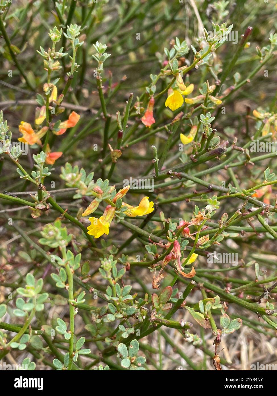 deerweed (Acmispon glaber Stock Photo - Alamy