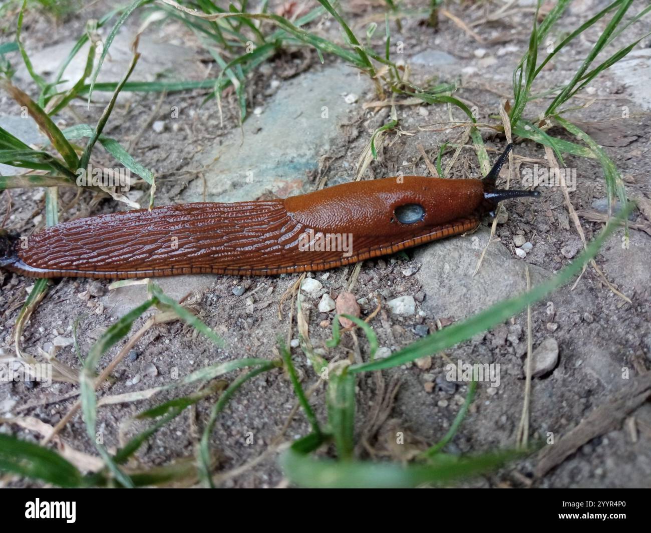Arion Slugs (Arion Stock Photo - Alamy