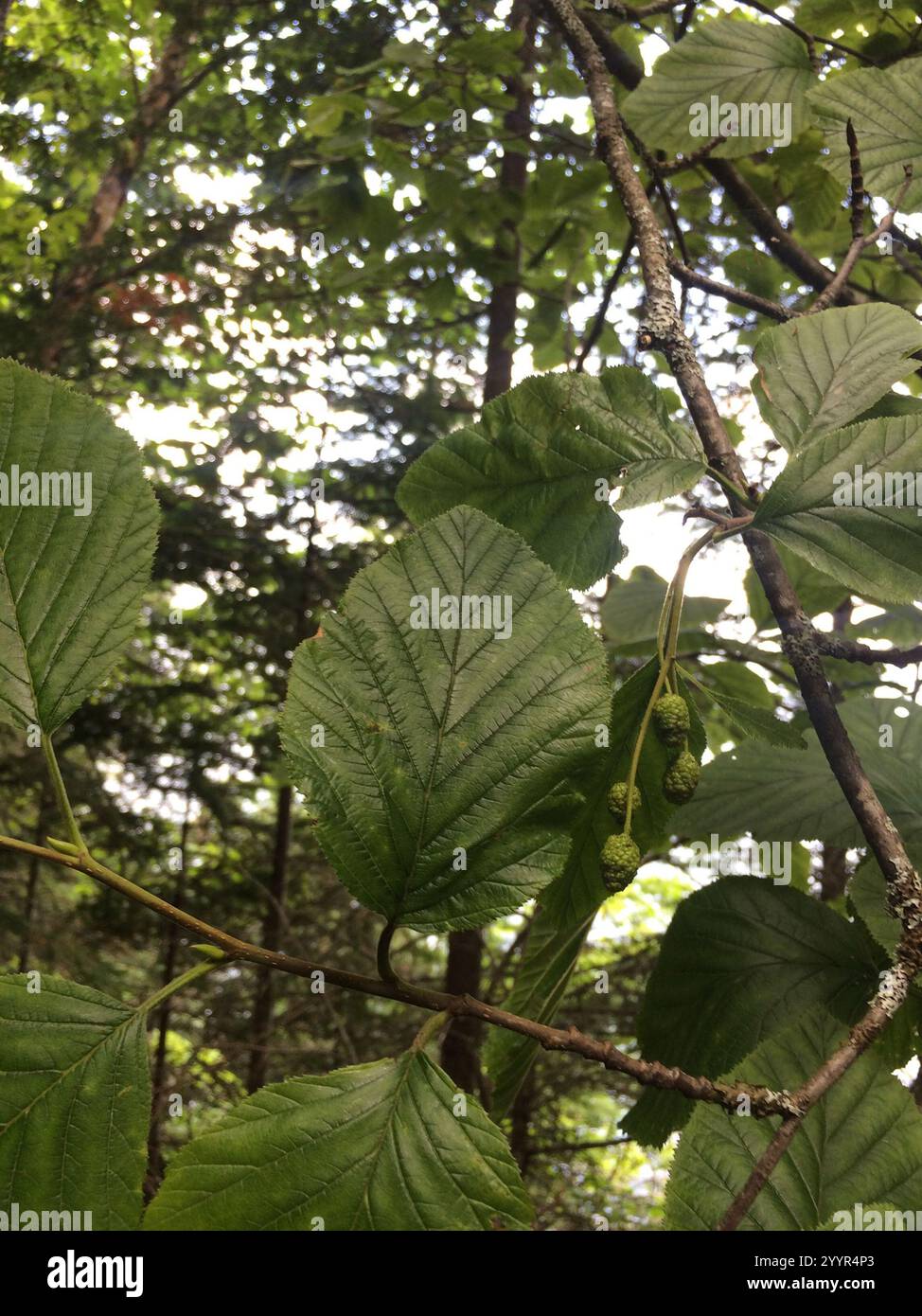 mountain alder (Alnus alnobetula crispa Stock Photo - Alamy