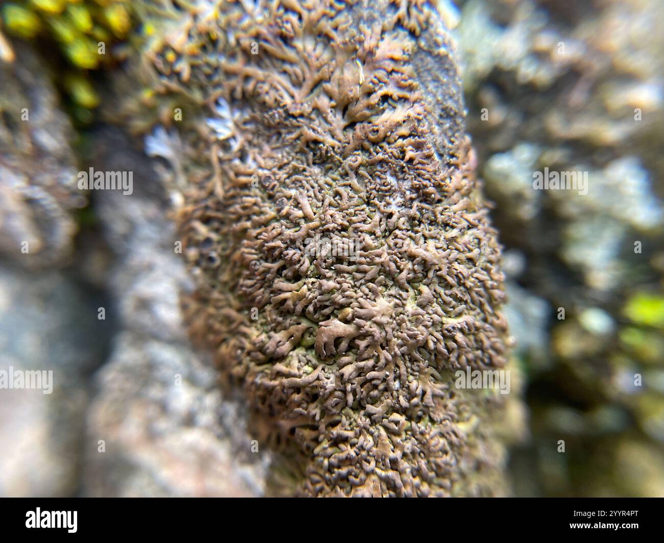 common lichens (Lecanoromycetes Stock Photo - Alamy
