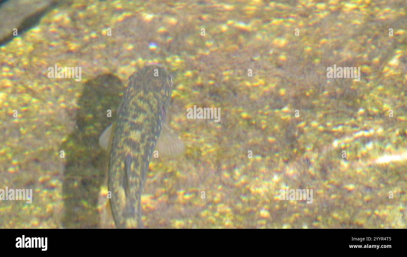 Ray-finned Fishes (Actinopterygii Stock Photo - Alamy