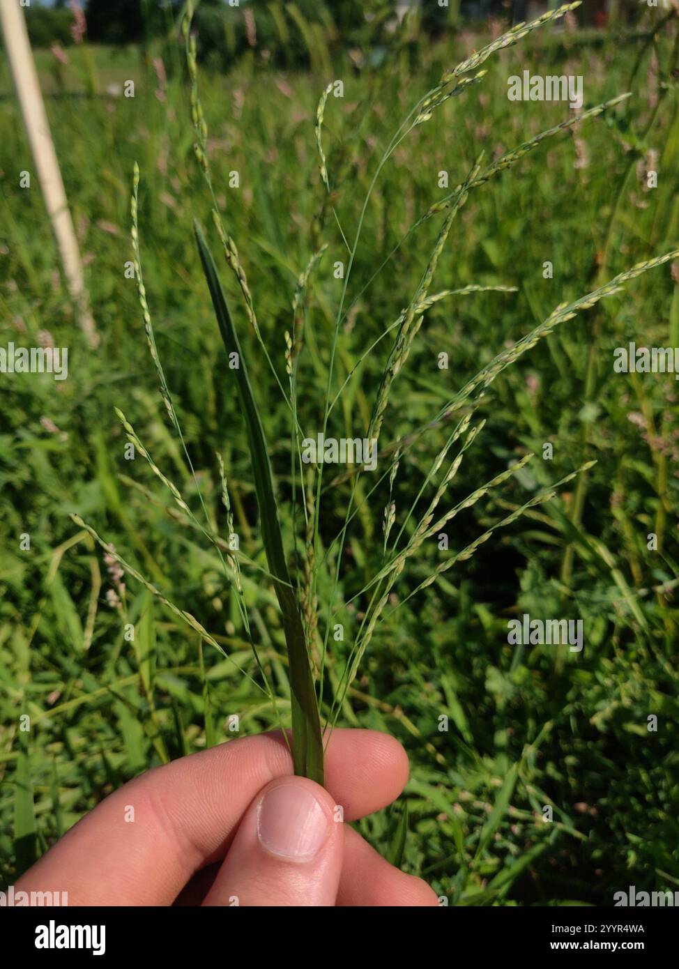 Smooth Witchgrass (Panicum dichotomiflorum Stock Photo - Alamy