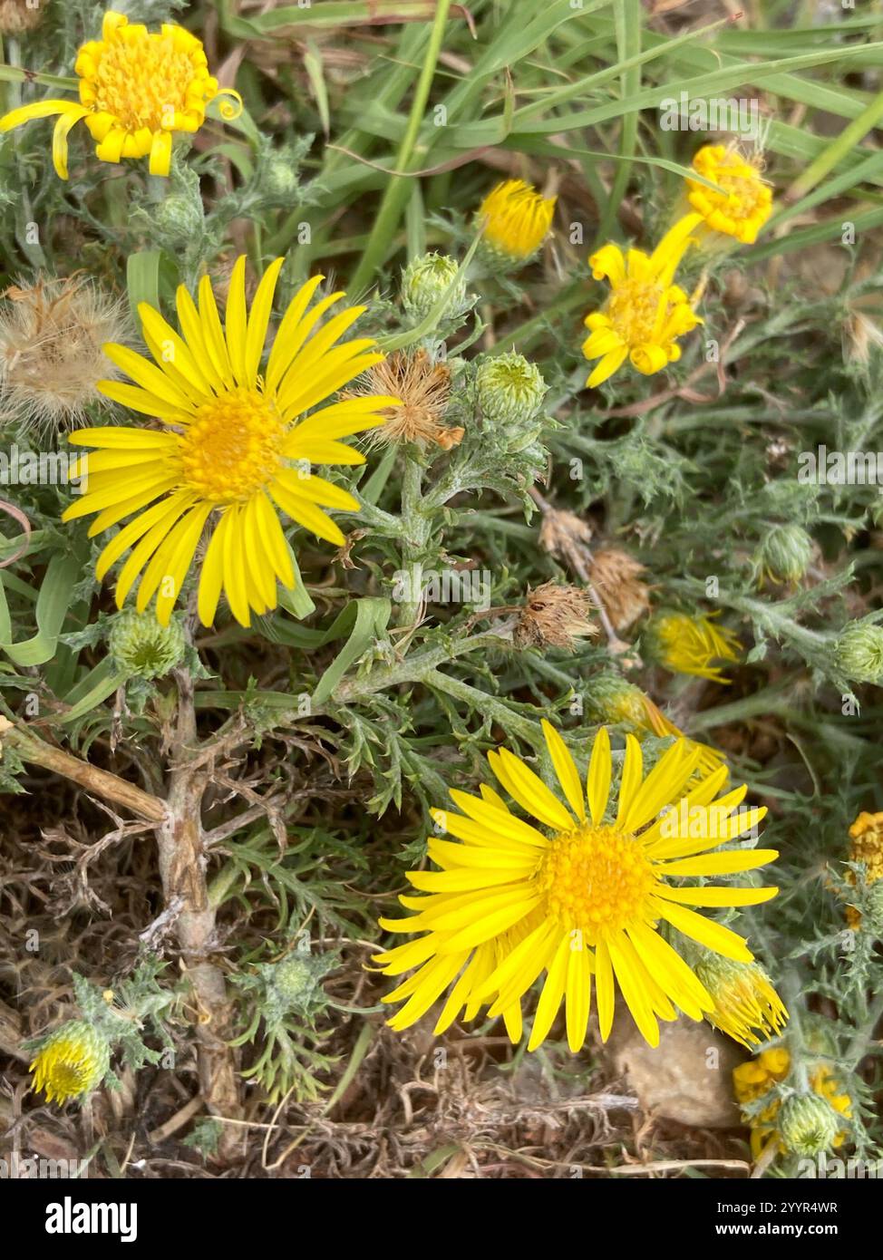 Xanthisma hi-res stock photography and images - Alamy