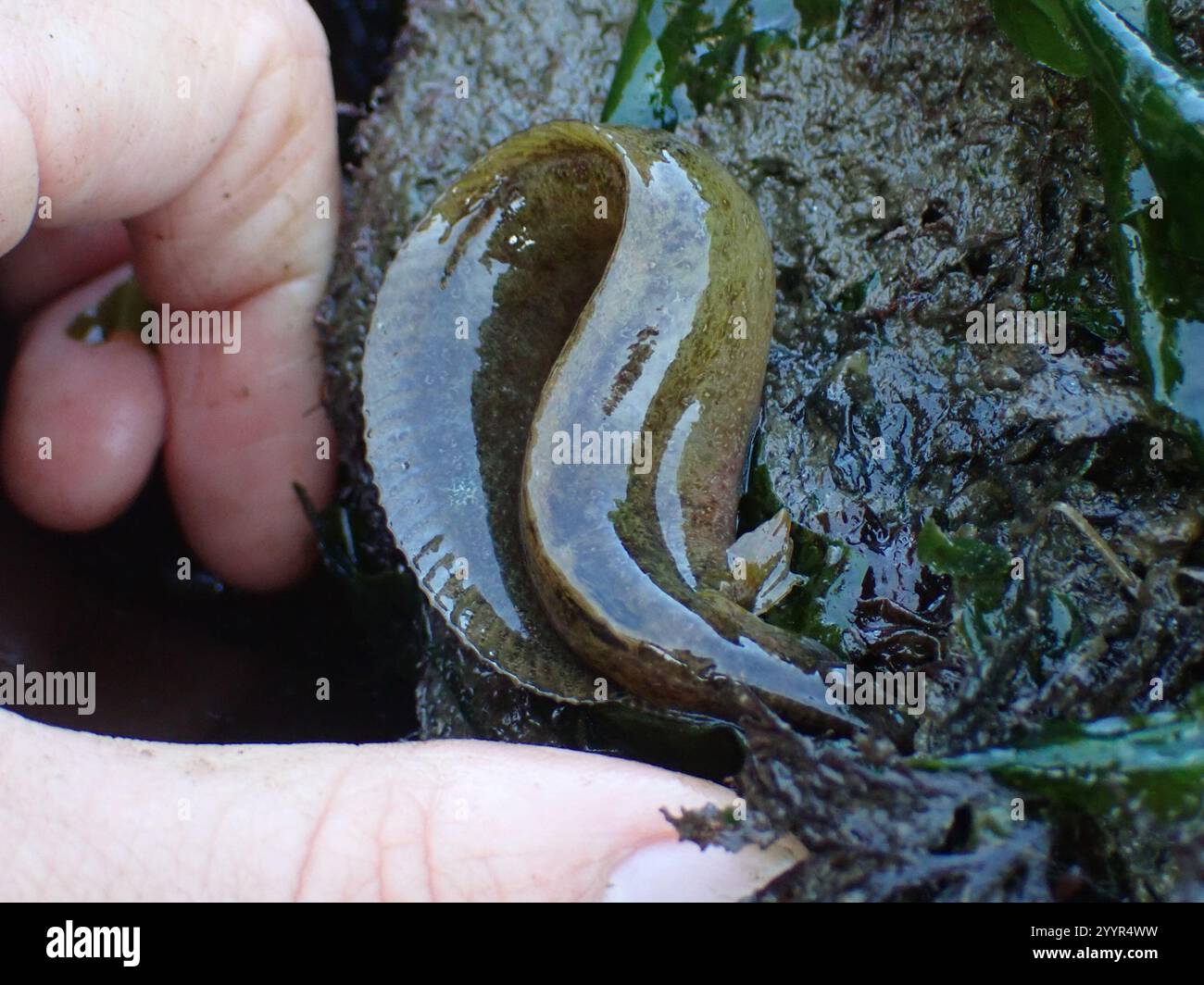 High Cockscomb (Anoplarchus purpurescens Stock Photo - Alamy