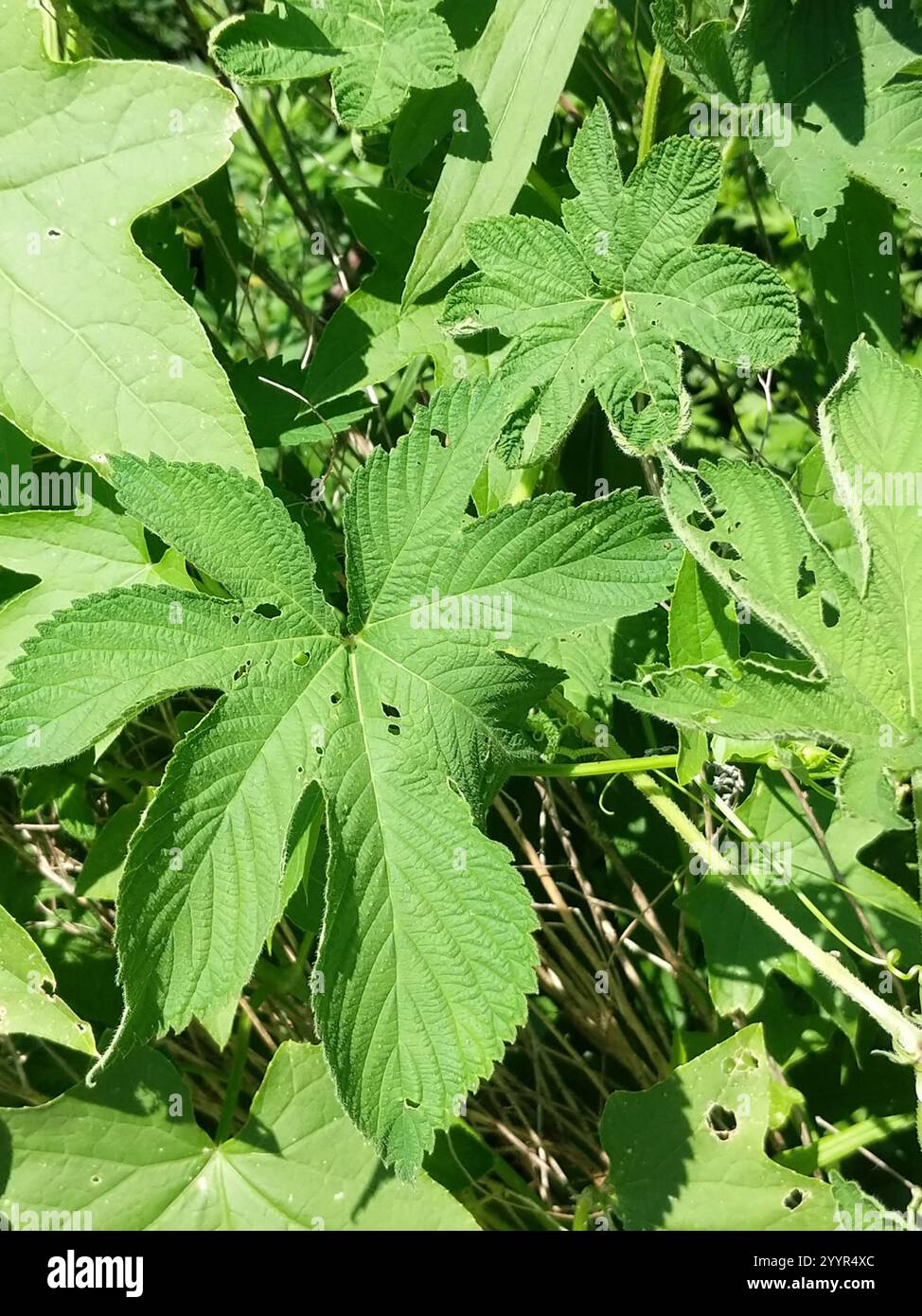 Japanese Hops (Humulus scandens Stock Photo - Alamy