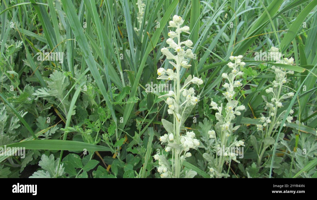Hoary Mugwort (Artemisia stelleriana Stock Photo - Alamy