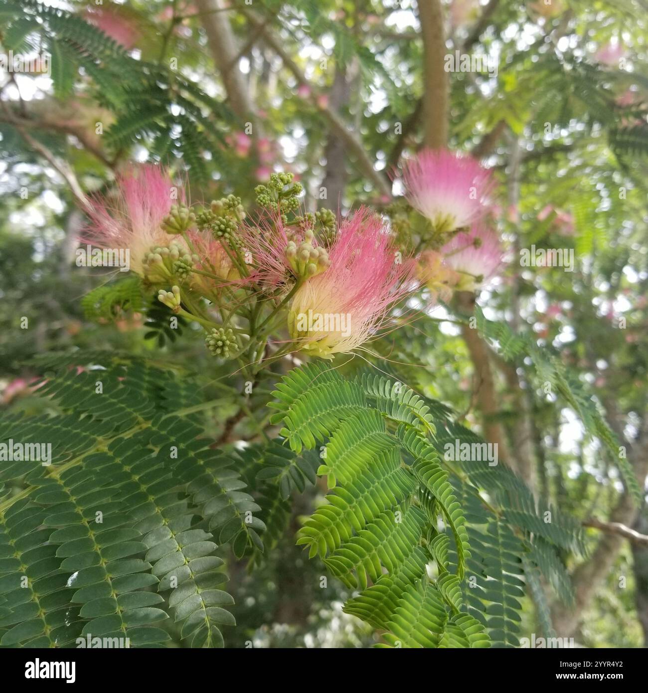 Persian silk tree (Albizia julibrissin Stock Photo - Alamy