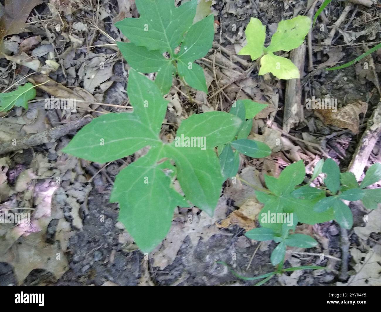 tall rattlesnake root (Nabalus altissimus Stock Photo - Alamy