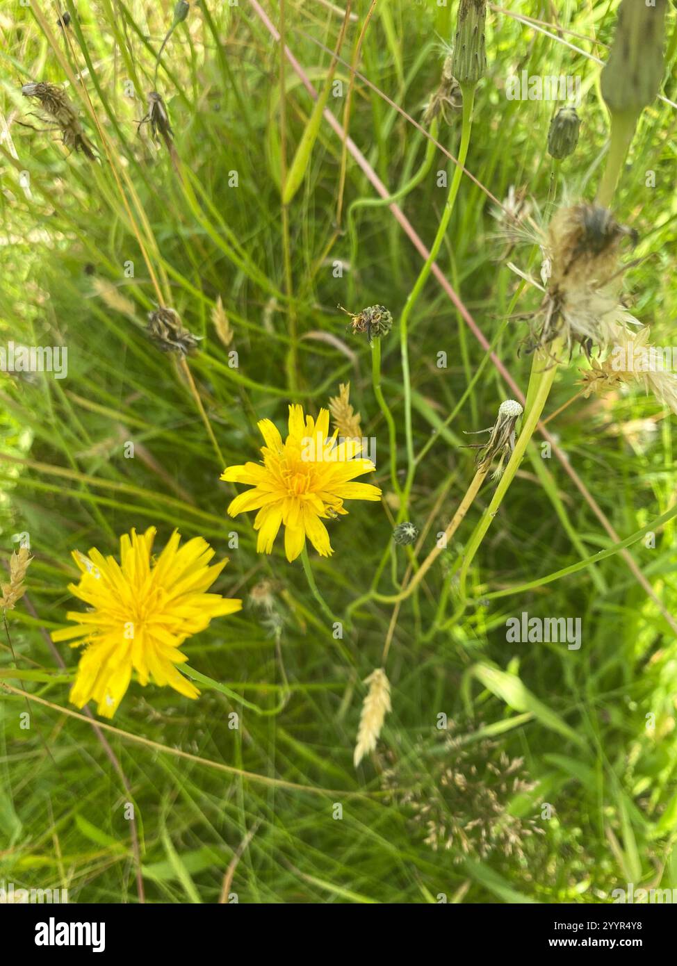 Autumn Hawkbit (Scorzoneroides autumnalis Stock Photo - Alamy