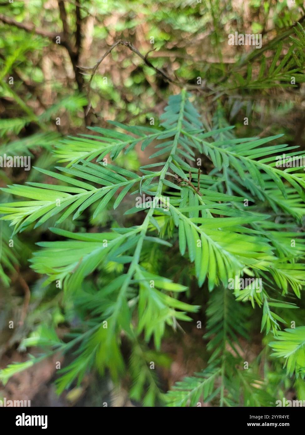 coast redwood (Sequoia sempervirens Stock Photo - Alamy