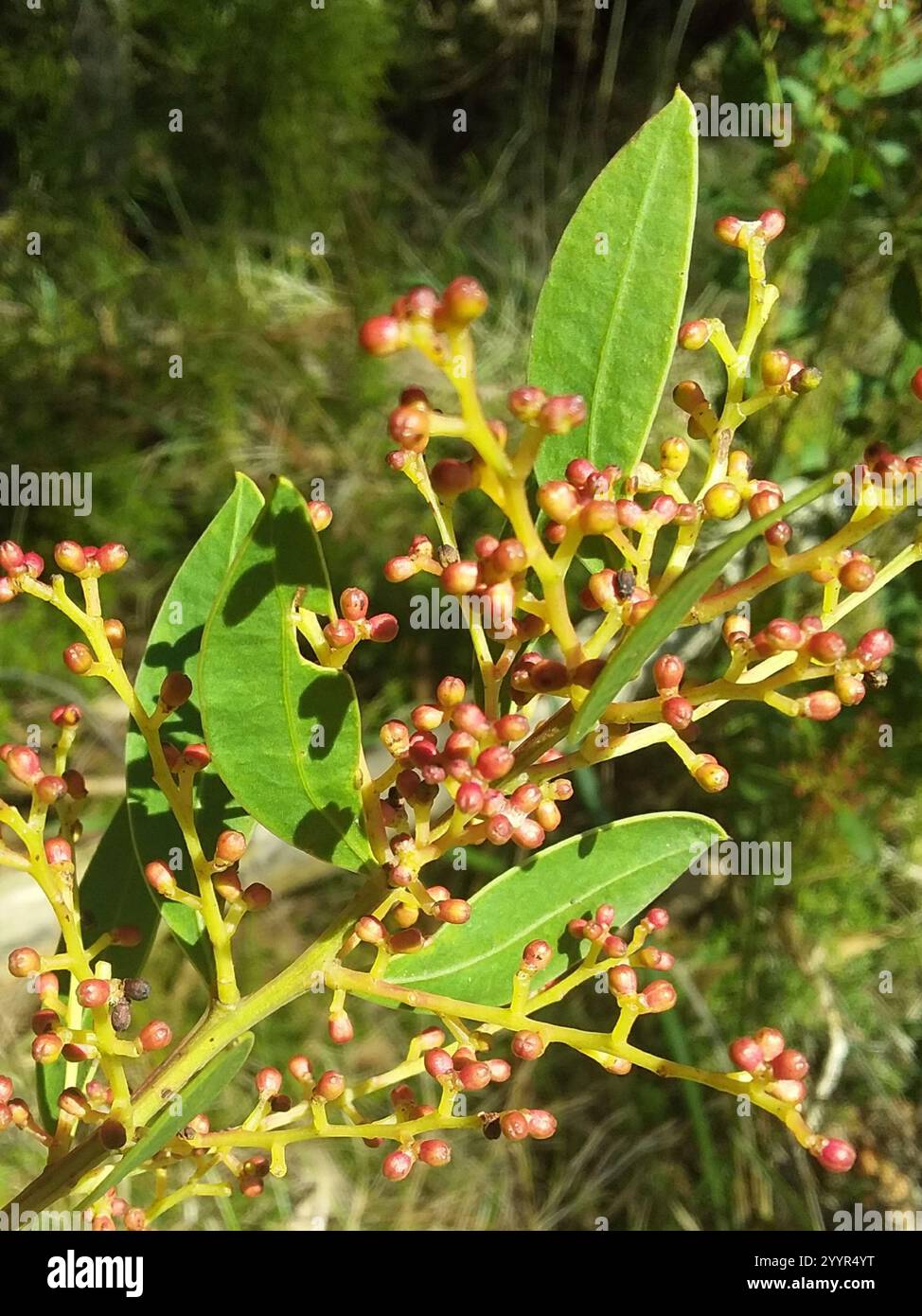 Acacia myrtifolia hi-res stock photography and images - Alamy
