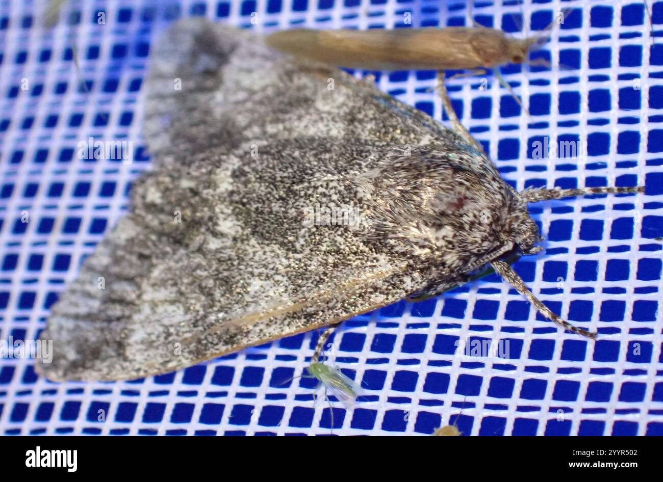 Poplar Grey (Acronicta megacephala Stock Photo - Alamy