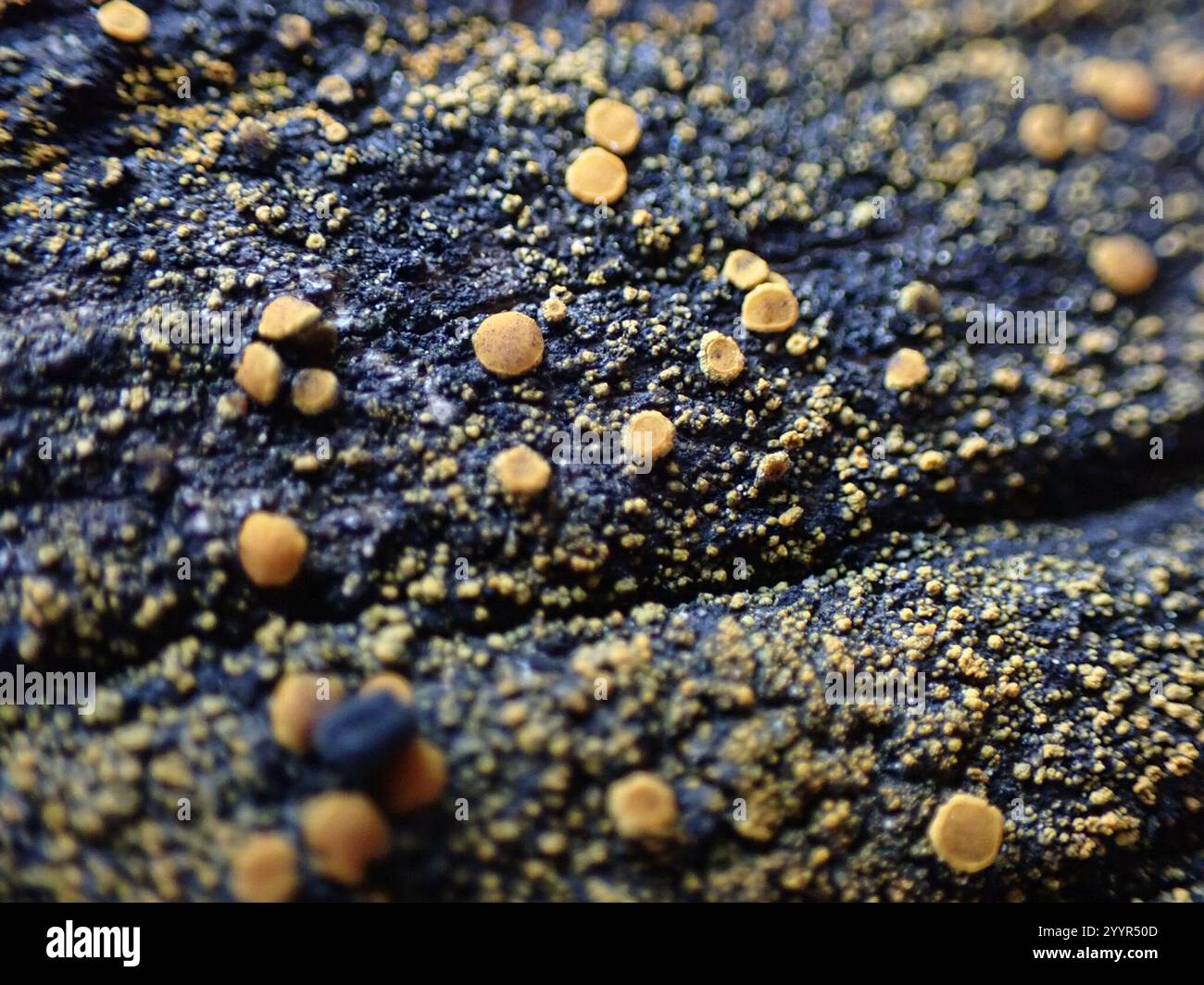 Seaside Firedot Lichen (Polycauliona inconspecta Stock Photo - Alamy