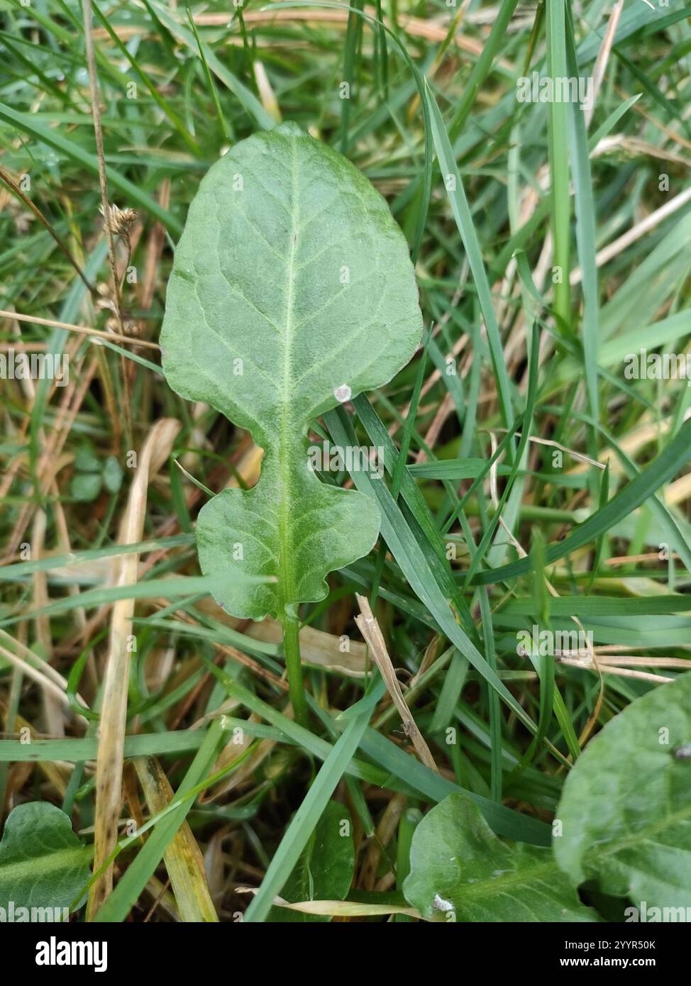 fiddle dock (Rumex pulcher Stock Photo - Alamy