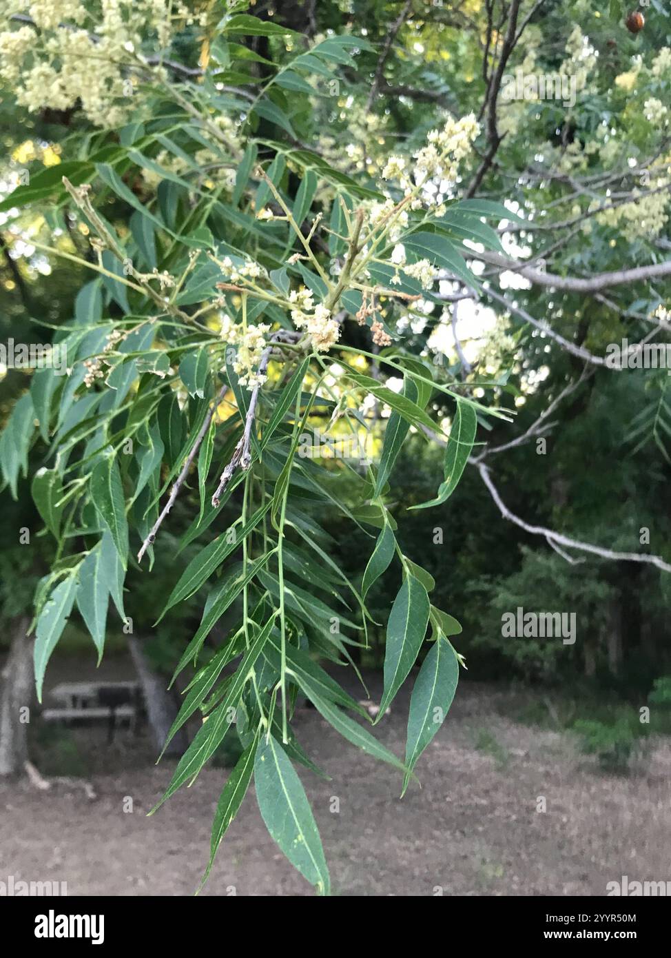 Sapindus drummondii hi-res stock photography and images - Alamy