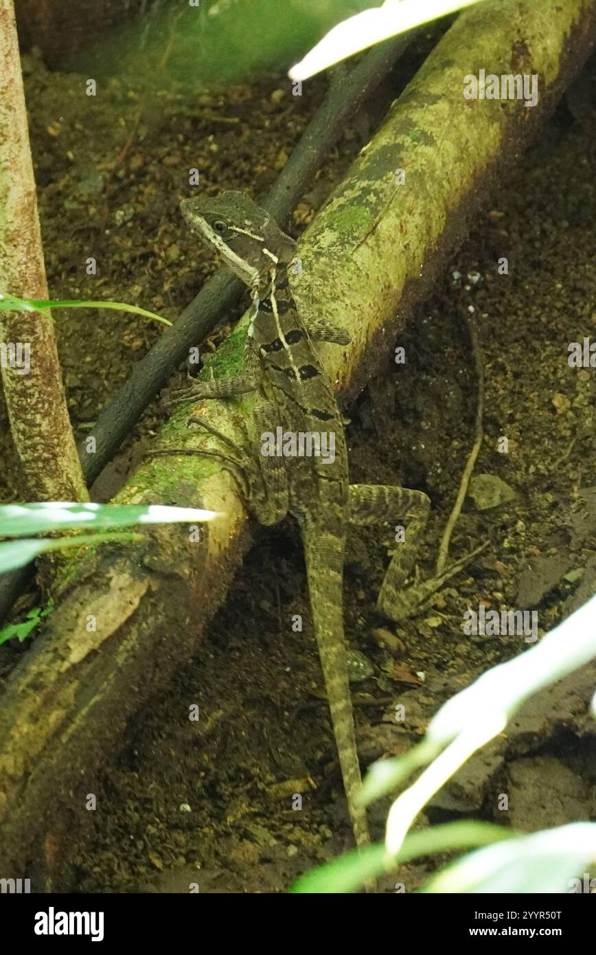 Common Basilisk (Basiliscus basiliscus Stock Photo - Alamy