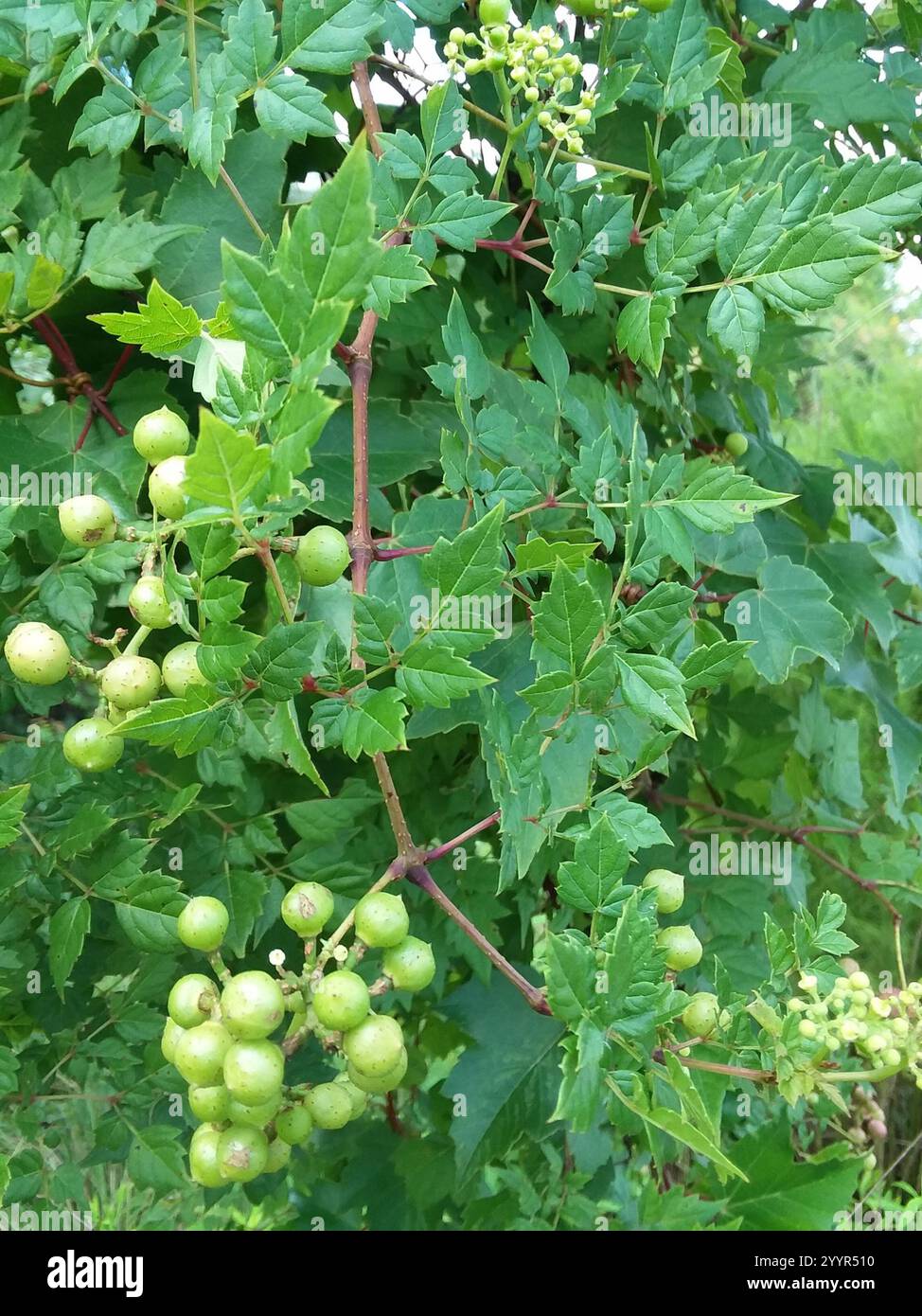 peppervine (Nekemias arborea Stock Photo - Alamy