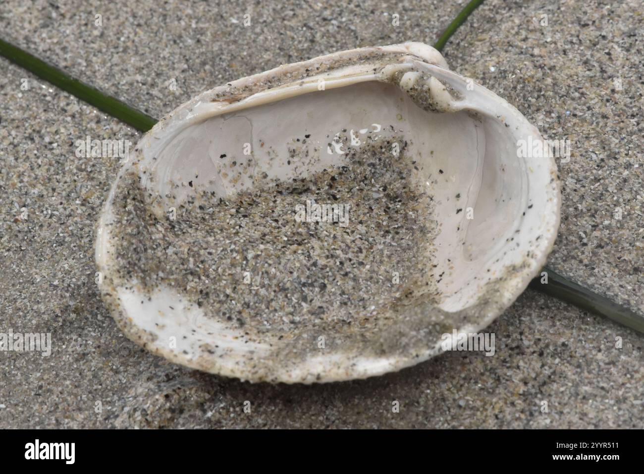 Pacific Littleneck Clam (Leukoma staminea Stock Photo - Alamy