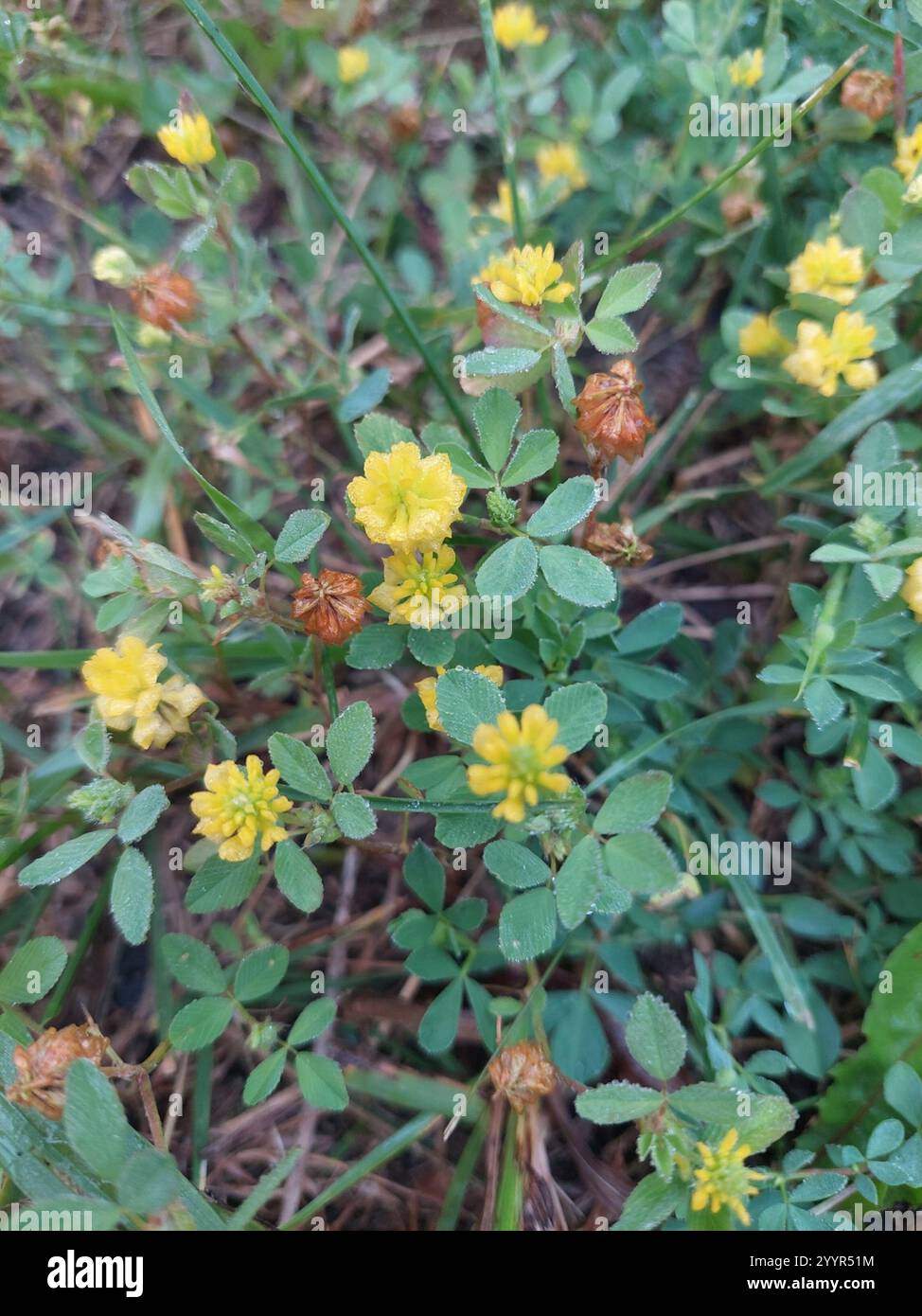 hop trefoil (Trifolium campestre Stock Photo - Alamy