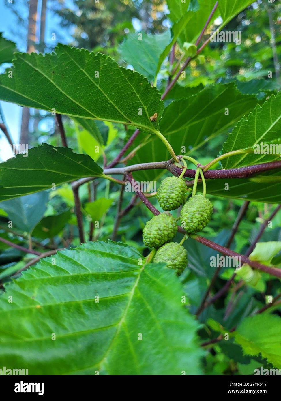 grey alder (Alnus incana Stock Photo - Alamy