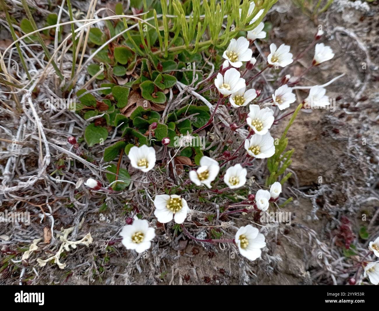 Arctic stitchwort hi-res stock photography and images - Alamy