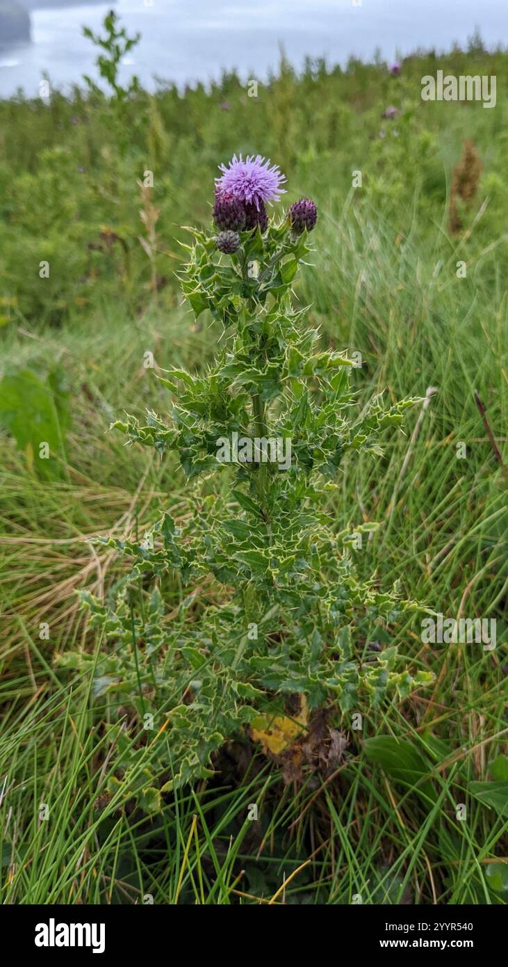 creeping thistle (Cirsium arvense Stock Photo - Alamy