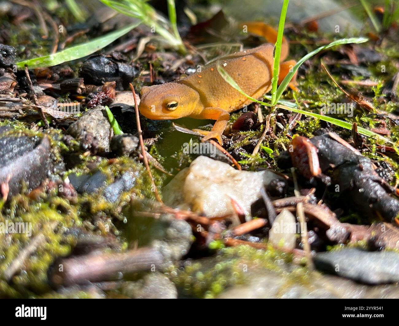 Eastern Newt (Notophthalmus viridescens Stock Photo - Alamy