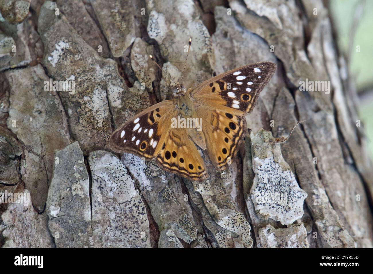 Hackberry Emperor (Asterocampa celtis Stock Photo - Alamy