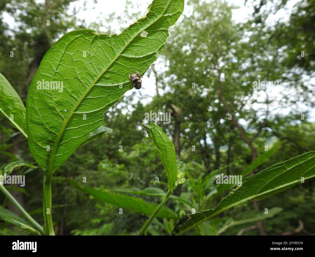 Golden jumping spider paraphidippus aurantius hi-res stock photography ...