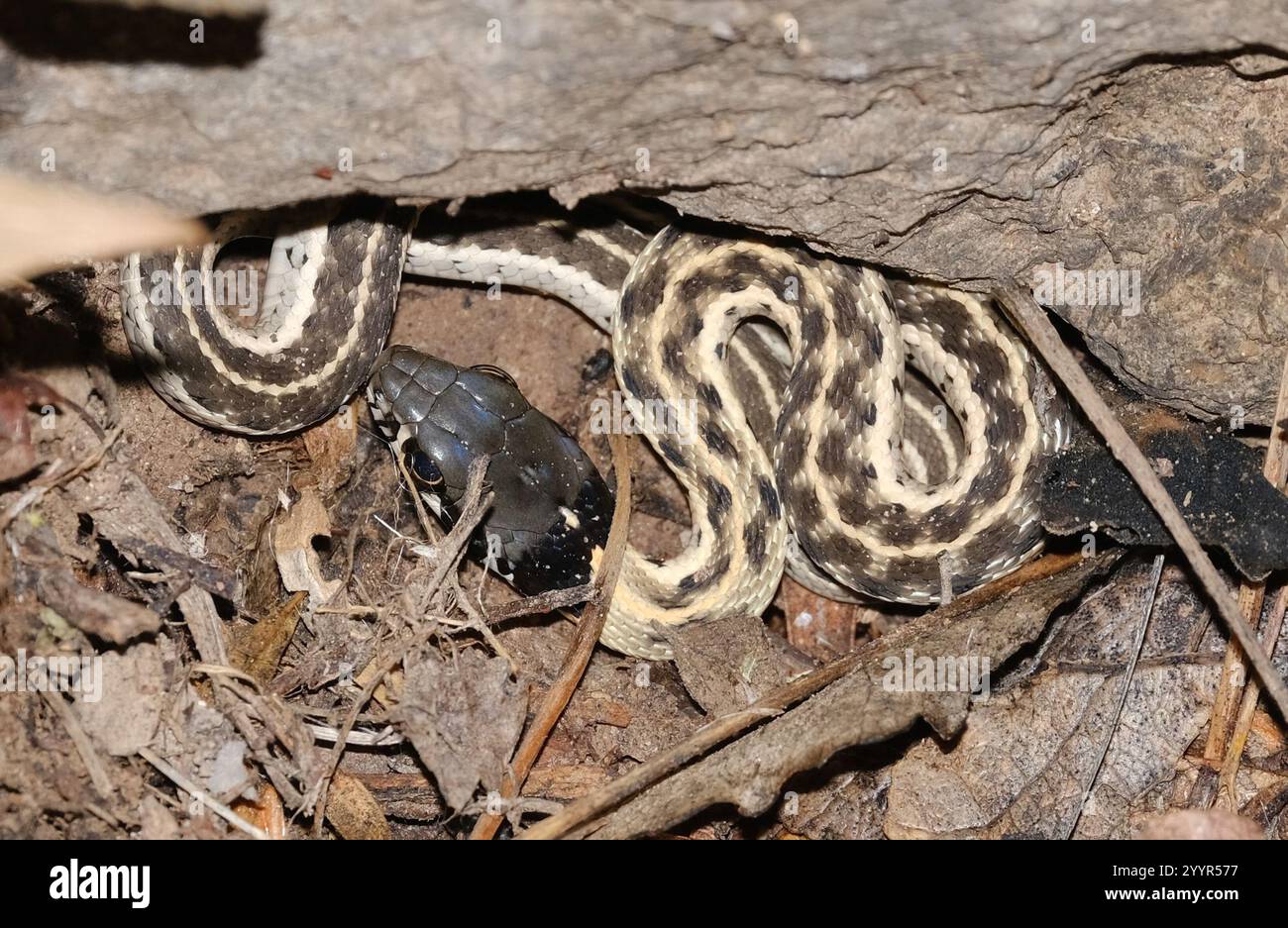 Black-necked Garter Snake (Thamnophis cyrtopsis Stock Photo - Alamy