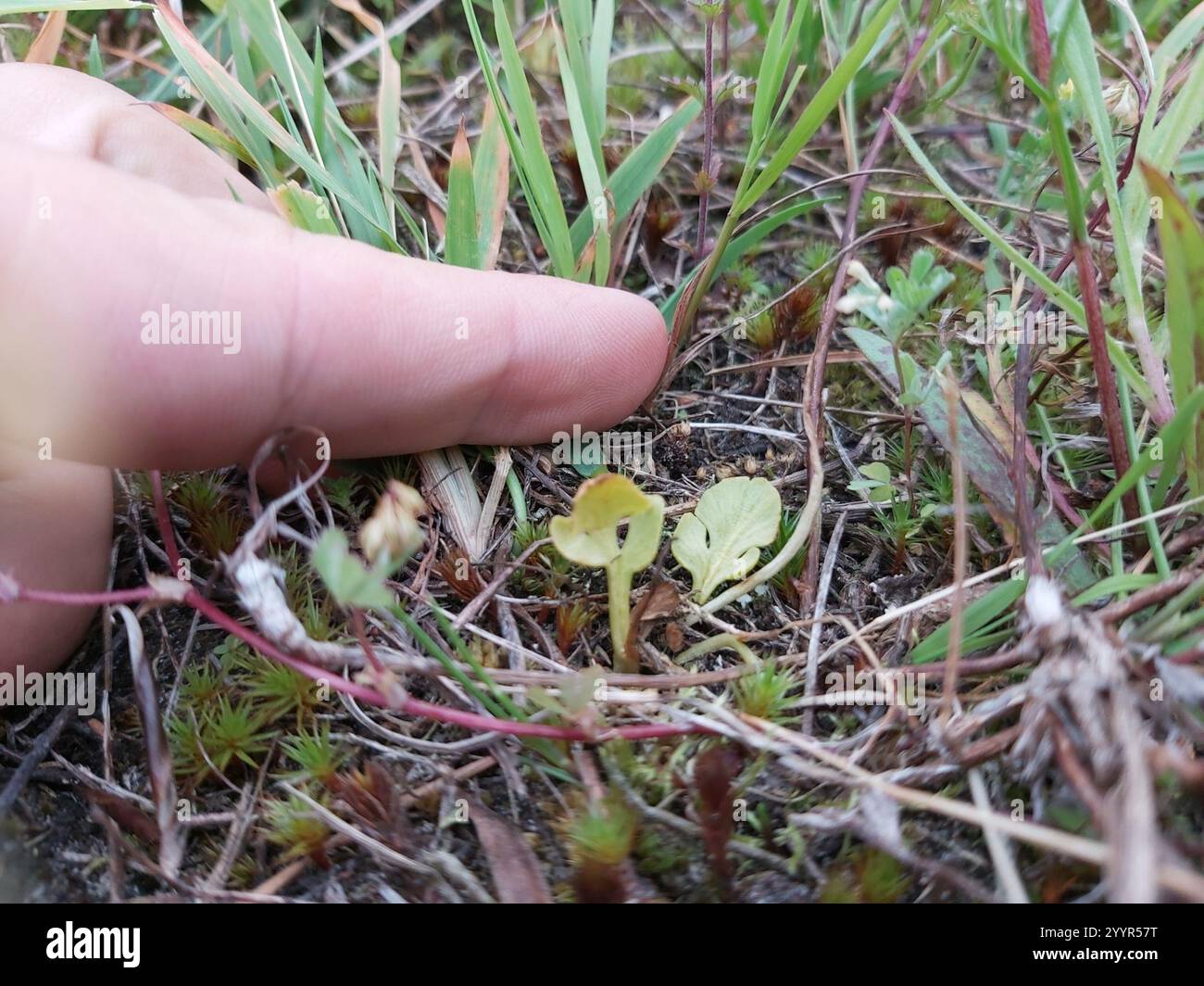 little grapefern (Botrychium simplex Stock Photo - Alamy