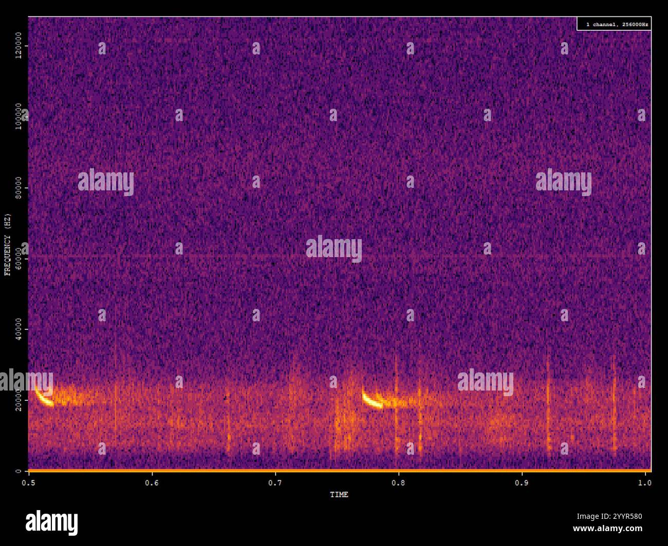 Common Noctule (Nyctalus noctula Stock Photo - Alamy