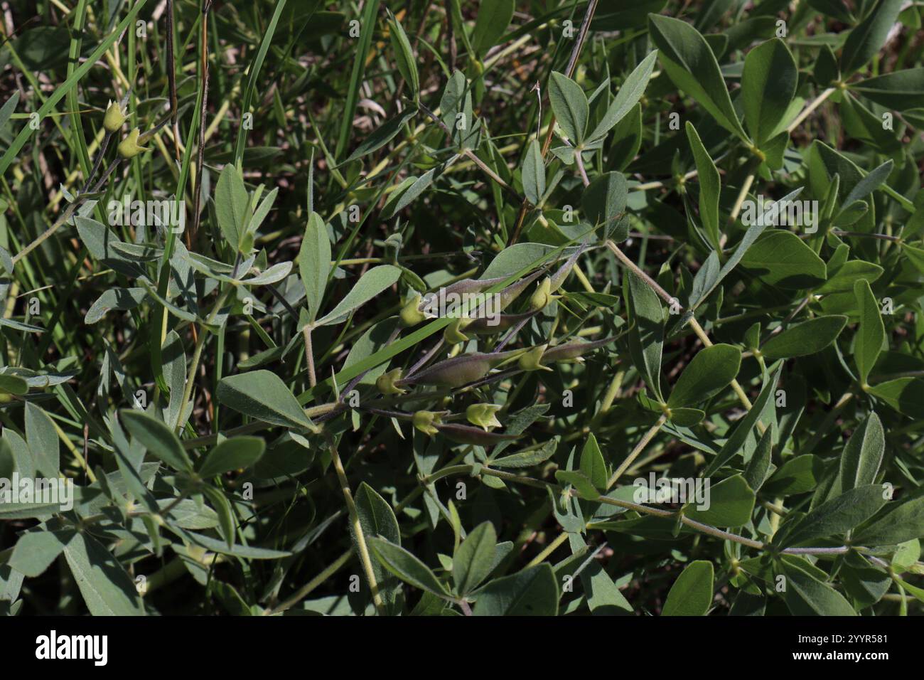 cream wild-indigo (Baptisia leucophaea Stock Photo - Alamy