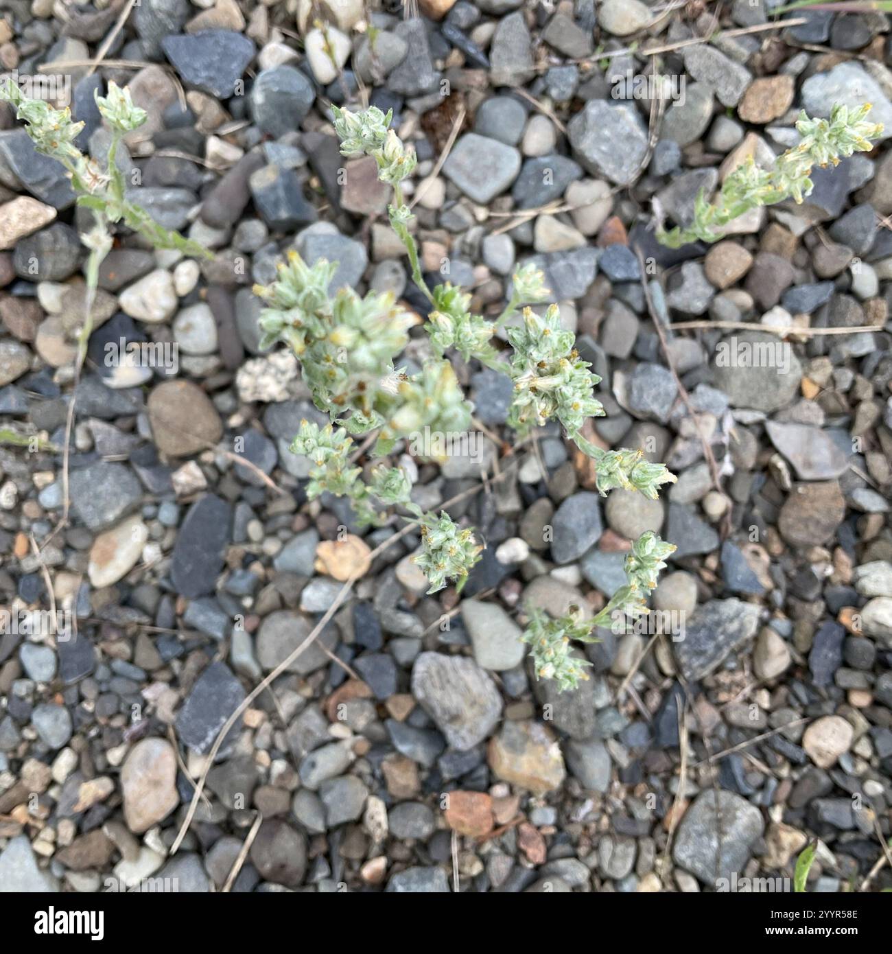 field fluffweed (Filago arvensis Stock Photo - Alamy