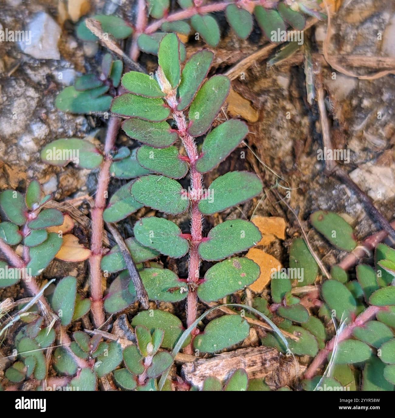 Spotted spurge (Euphorbia maculata Stock Photo - Alamy