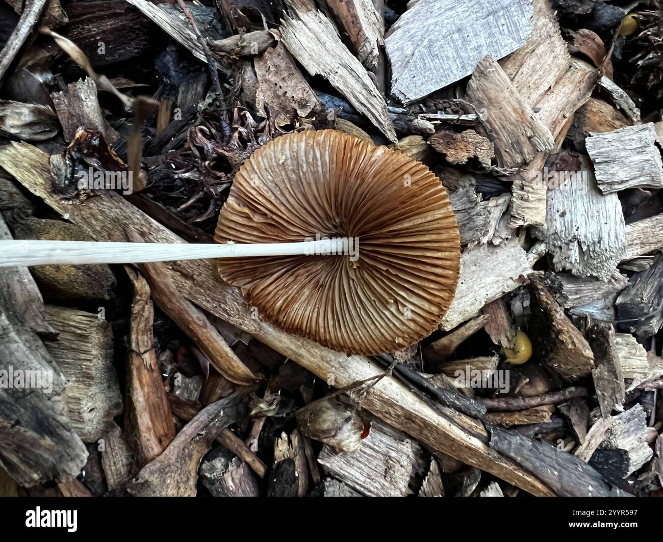 Milky conecap conocybe apala hi-res stock photography and images - Alamy