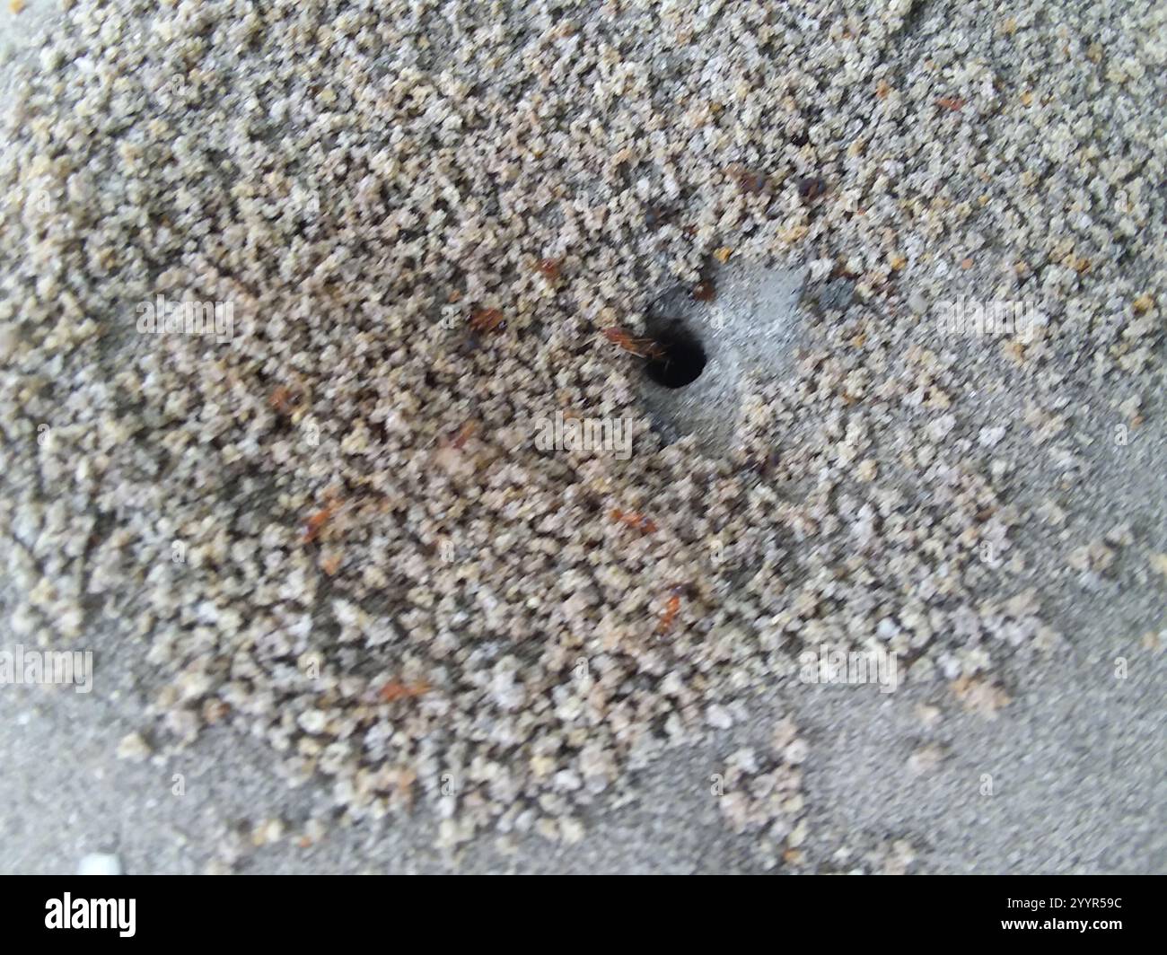 Buren's Pyramid Ant (Dorymyrmex bureni Stock Photo - Alamy