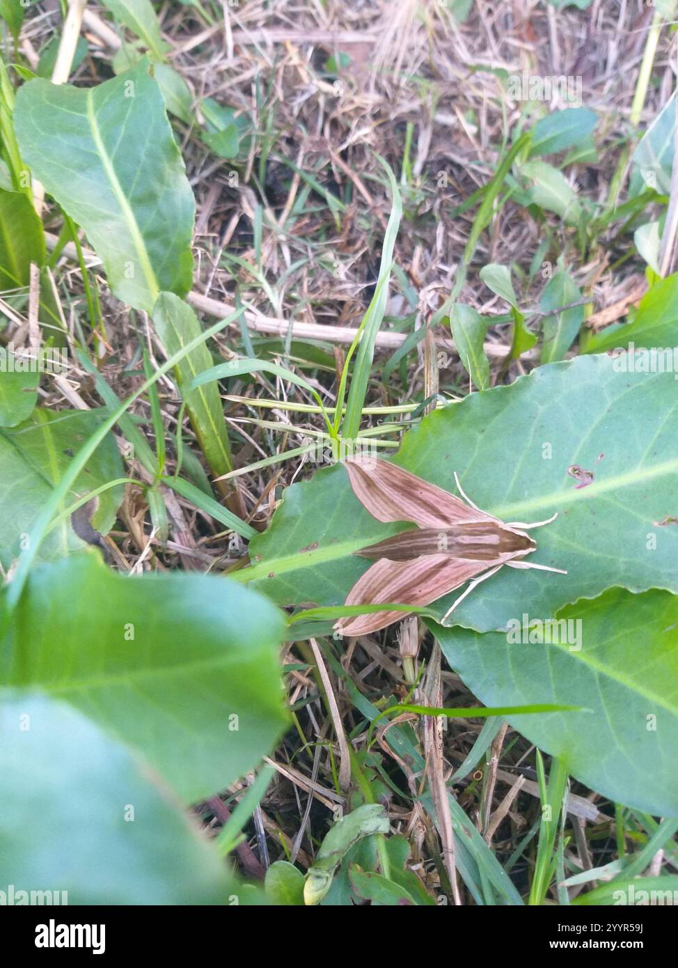 Common Striped Hawkmoth (Hippotion eson Stock Photo - Alamy