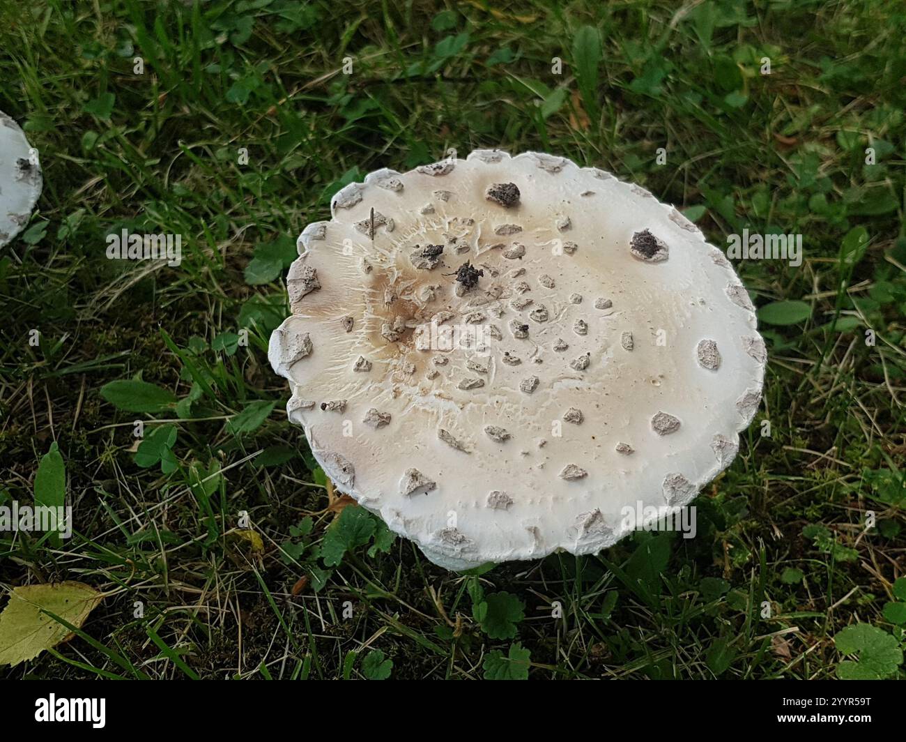 European Pine Cone Lepidella (Amanita strobiliformis Stock Photo - Alamy