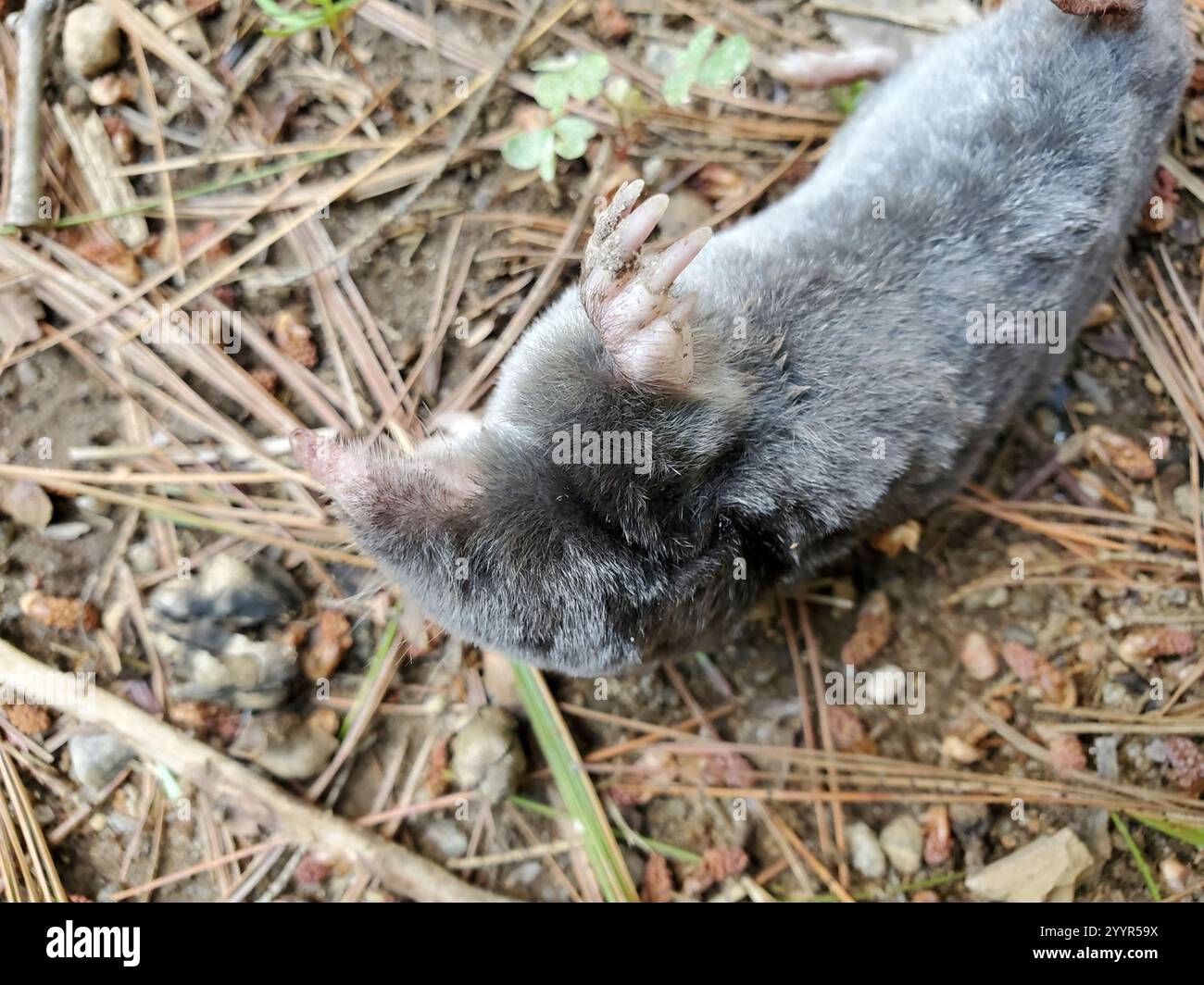 Hairy-tailed Mole (Parascalops breweri Stock Photo - Alamy
