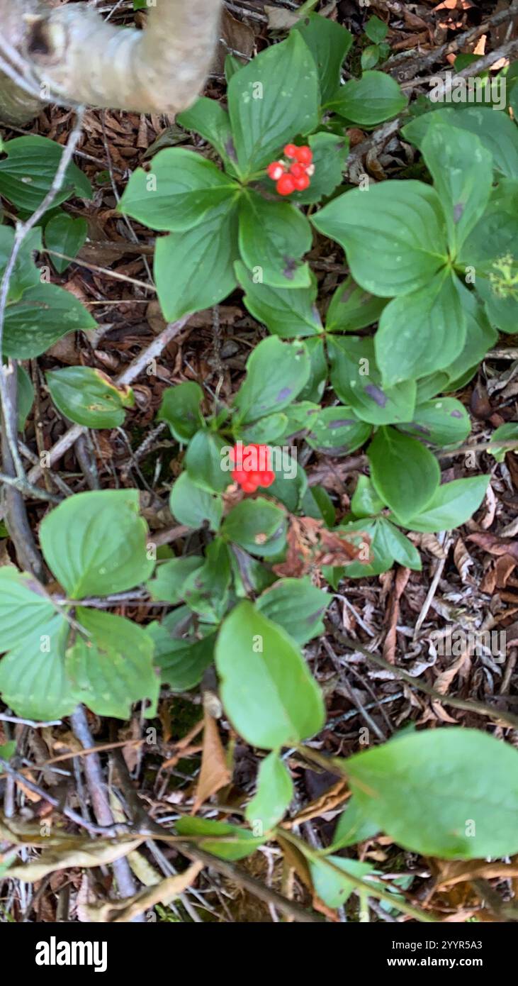 Canadian bunchberry (Cornus canadensis Stock Photo - Alamy