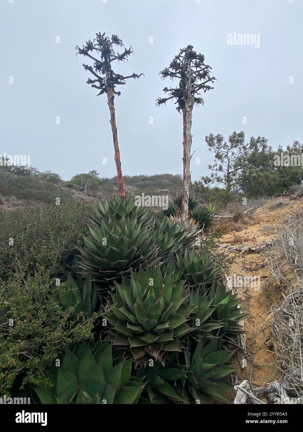 Shaws agave agave shawii hi-res stock photography and images - Alamy