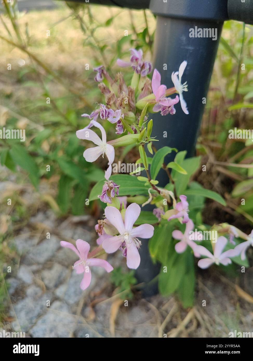 common soapwort (Saponaria officinalis Stock Photo - Alamy