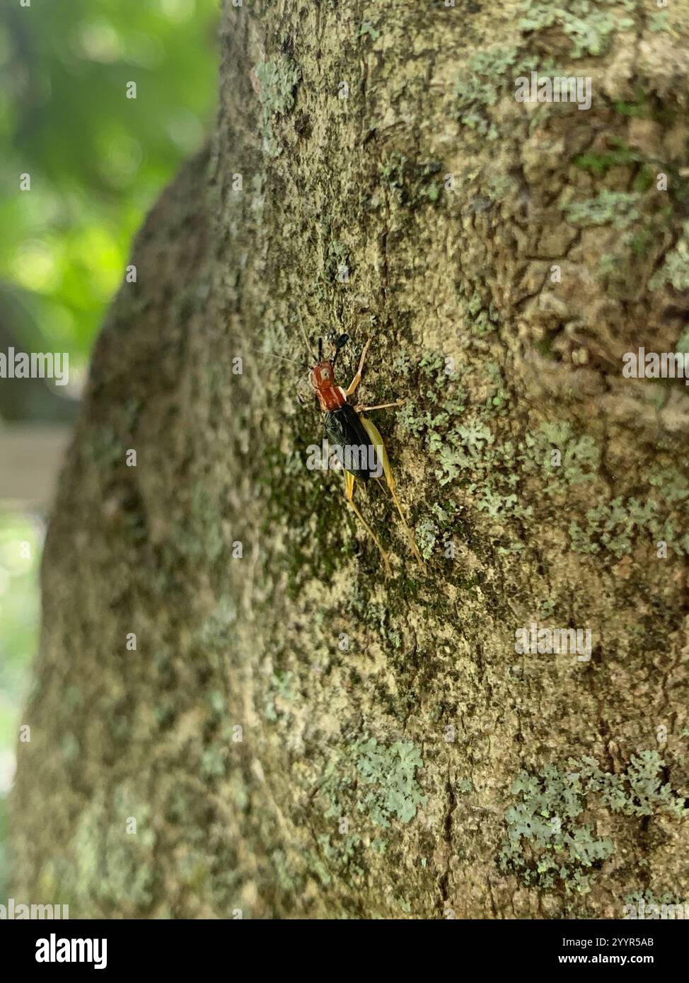 Red headed bush cricket hi-res stock photography and images - Alamy