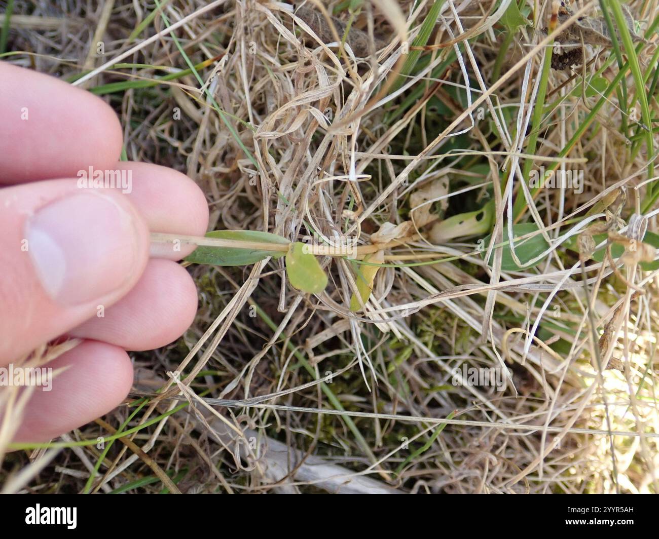 Lesser Centaury (Centaurium pulchellum Stock Photo - Alamy