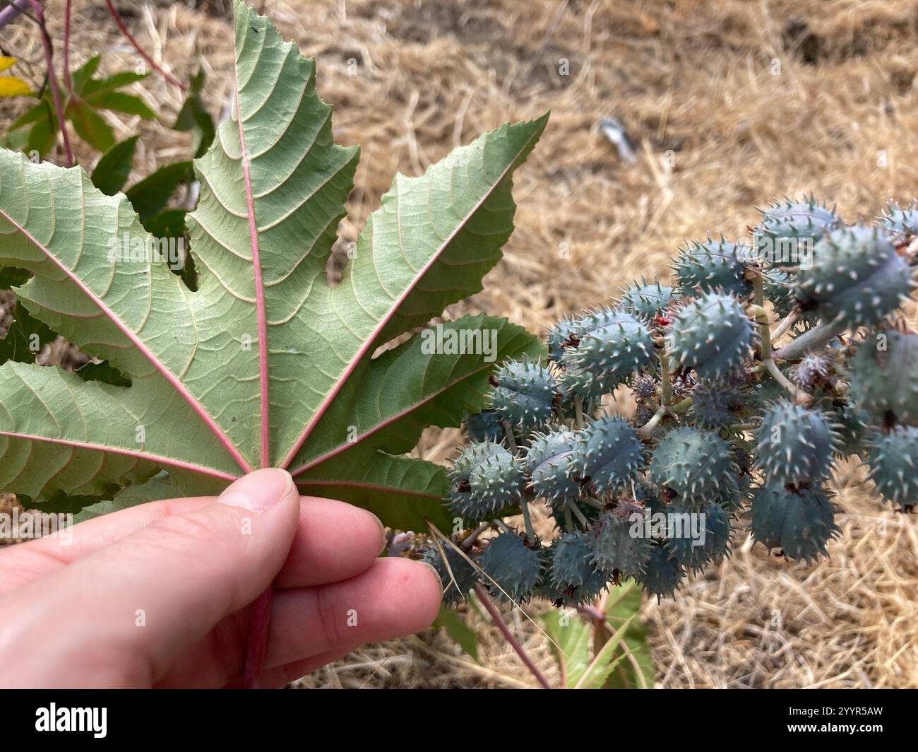 castor bean (Ricinus communis Stock Photo - Alamy