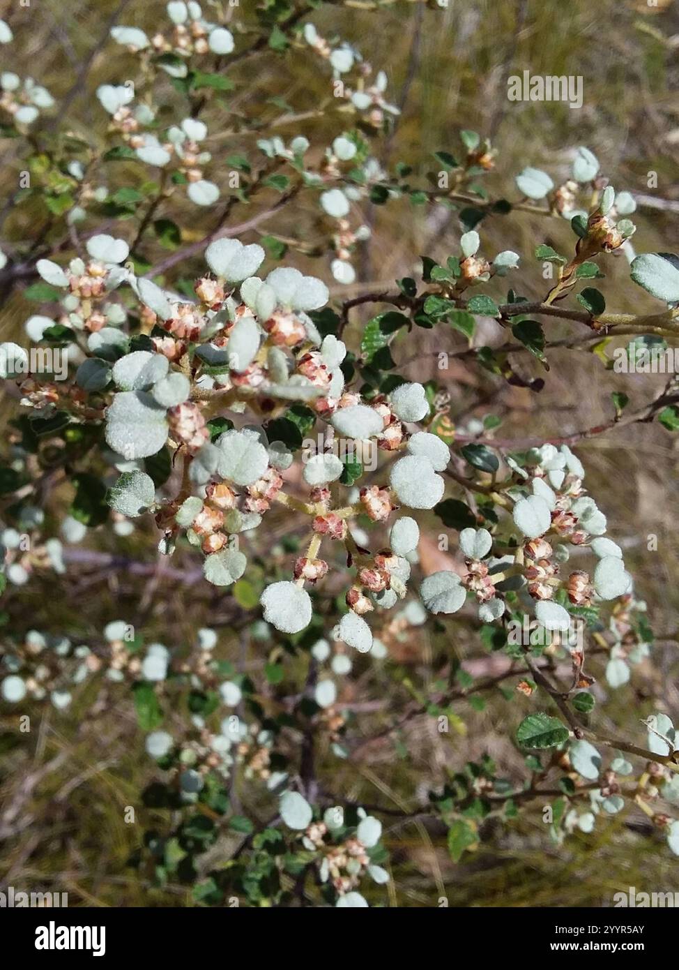 Spyridium hi-res stock photography and images - Alamy